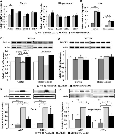 Transcript And Post Translational Levels Of Parkin Bace1 App And Ctfs Download Scientific