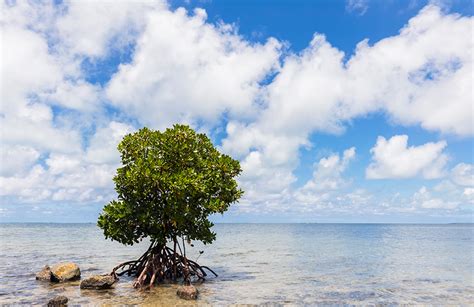 지혜의 숲 한국숲사랑청소년단 푸른세상