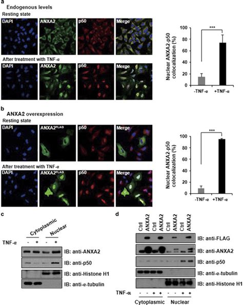 Intracellular Annexin A2 Regulates Nf κb Signaling By Binding To The