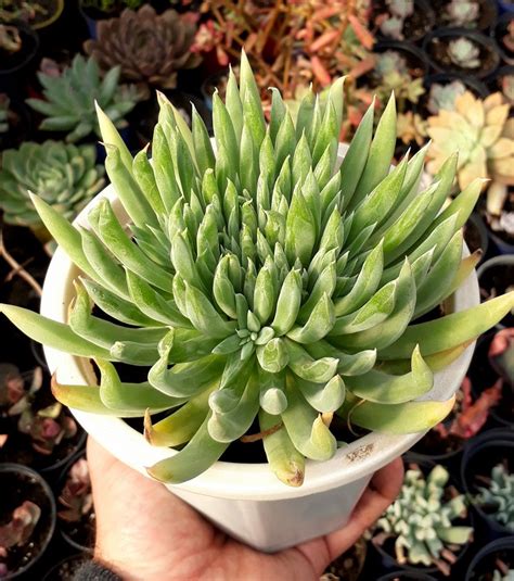 Dudleya Edulis Beautiful Succulent Plant For Your Garden