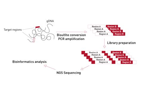 Targeted Dna Methylation Service
