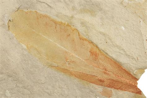 5 Fossil Seed Fern Glossopteris Plate Australia 321021 For Sale