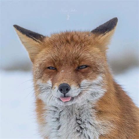Blep R Fox