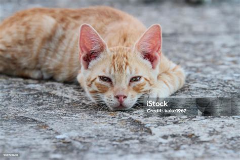 계 피 색 고양이 휴식 하 고 돌 층에 관찰 갈고리 발톱에 대한 스톡 사진 및 기타 이미지 갈고리 발톱 계피 고양이 새끼 Istock