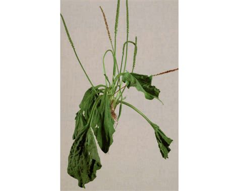 Cu L Es La Planta Medicinal Que Ayuda A Dejar De Fumar De Forma Natural Infobae