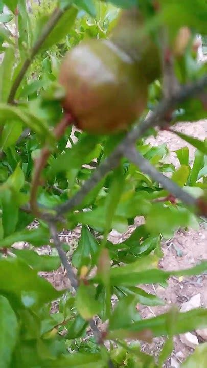 شجرة رمان Youtube