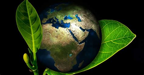 Meio Ambiente O Que é Resumo Importância E Preservação Significados