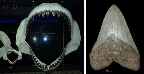 Fossils Of The Coastal Plain — Earthhome