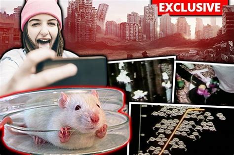 mouse utopia experiment ‘predicts human extinction daily star