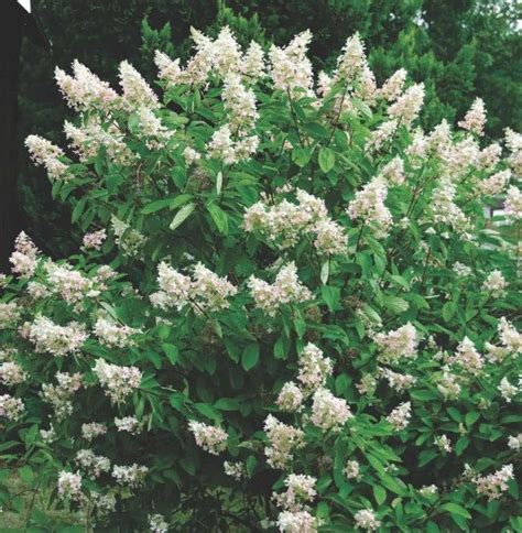 Hydrangea Paniculata ‘kyushu Hortensia Paniculé Kyushu