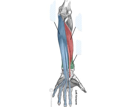 Deep Flexors Of The Forearm Quiz