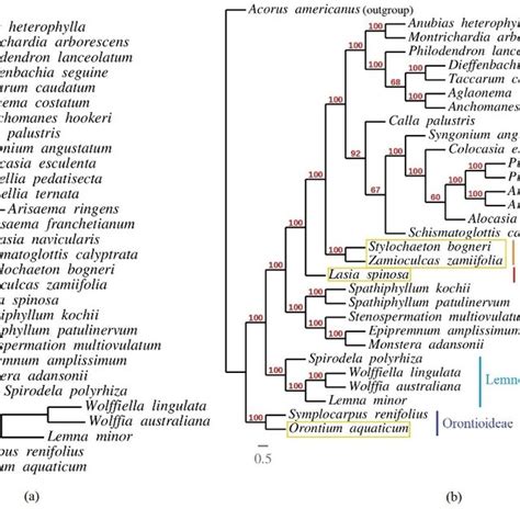 Maximum Likelihood Tree Based On Multiple Alignment Of 30 Species Of