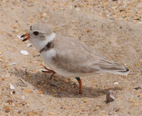 Dnrecs Division Of Fish And Wildlife Announces Successful Piping Plover