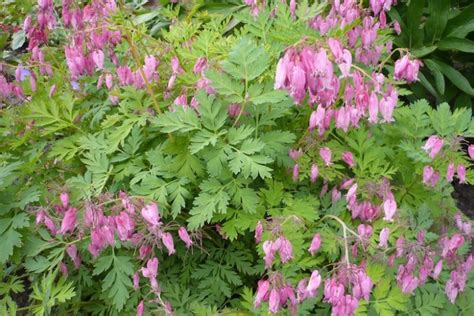 Dicentra Eximia Fringed Bleeding Heart