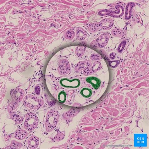 Stratified Cuboidal Epithelium Slide 400x Histology Help