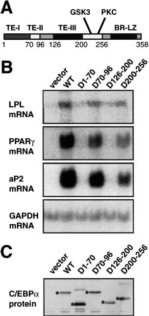 c ebp domains required for adipogenesis in vitro a domain structure