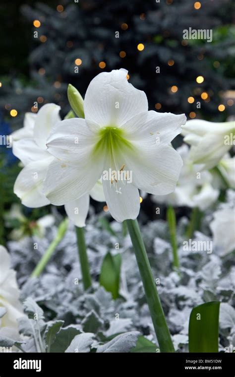 Lily, Lilium, Longwood Gardens, former Du Pont country estate, Kennett ...
