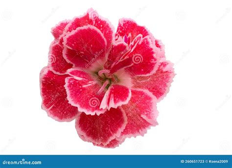 Small Carnation Isolated Stock Image Image Of Floral 260651723