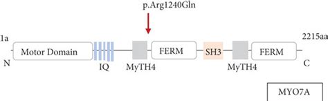 Domain Structure And Variant Position Of Tecta Myo7a And Pou3f4 Download Scientific Diagram