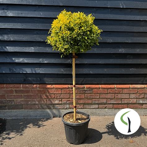 12 Standard Japanese Spindle Great For Adding Interest King And Co