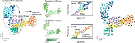 Rna Velocity Analysis To Delineate Transcriptionally Differential Cell