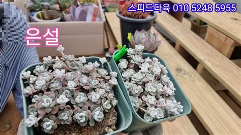 스피드다육 언박싱💕 은설 너 너무 예쁘구나~💕 Youtube