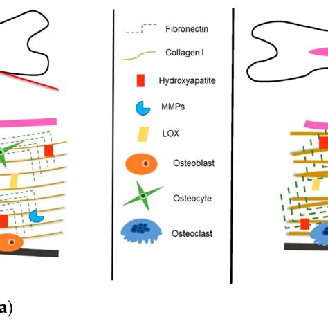 The Bone Matrix Is Manipulated To Promote Cancer Growth A The Bone Download Scientific