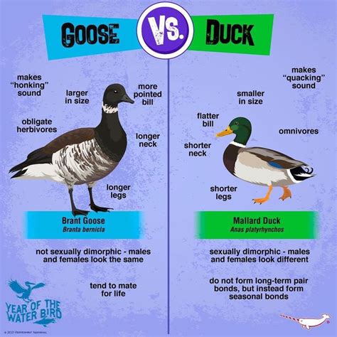 Goose Vs Duck Key Differences Explained