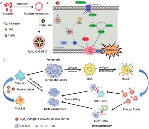 Schematic Illustration Of Platelet Membrane Camouflaged Magnetic Download Scientific Diagram