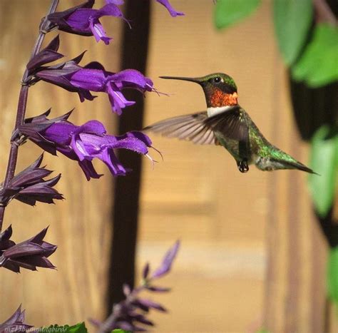 Hummingbird Migration In Illinois Backyard Visitors