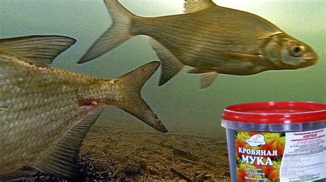 Кровяная мука (сухая кровь). Реакция рыбы. Подводная съемка. Часть 2 ...