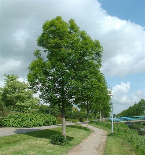 Fraxinus Fresno Clínica De Alergia Y Pediatría