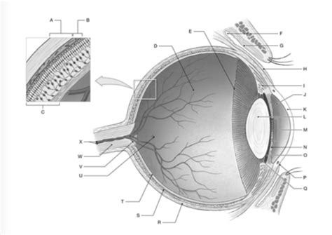 Sectional Anatomy Of The Eye Flashcards Quizlet