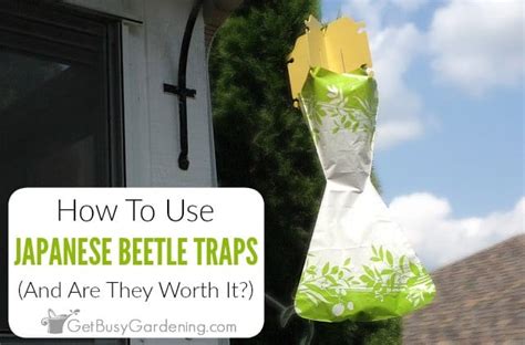 How To Use Japanese Beetle Traps And Are They Worth It Get Busy