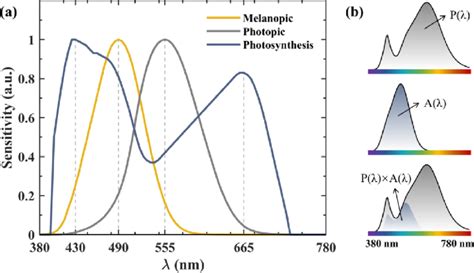 A Spectral Sensitivity Of Human Circadian Rhythm Human Photopic
