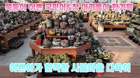 한적한 시골마을에 다육이 매장 아기자기 콩분부터 대품까지 이쁜 묵둥이가 천지네요 묵둥이 국민이 창 다육이 콩분 쪼꼬미 강화도큰다육 달콤한총각다육 Youtube