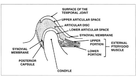 Temporomandibular Joint Diagram Temporomandibular Joint Diagram