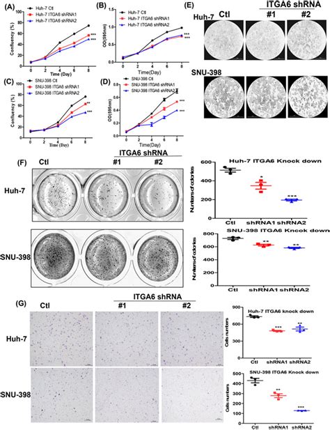 Integrin Alpha 6 Itga6 Is Upregulated And Drives Hepatocellular Carcinoma Progression Through