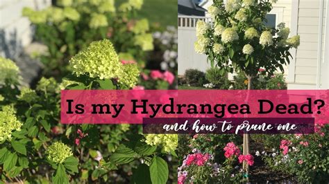 Do You Cut Off Dead Flowers From Hydrangeas At Dorothy Leasure Blog