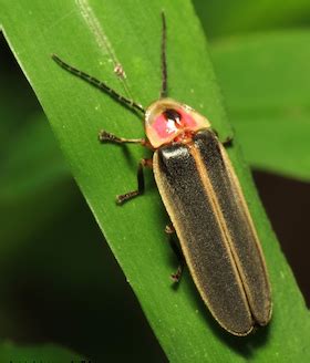 Firefly Decline Fairfax Gardening