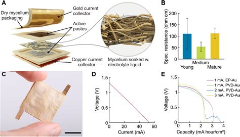 Myceliotronics Fungal Mycelium Skin For Sustainable Electron Samim