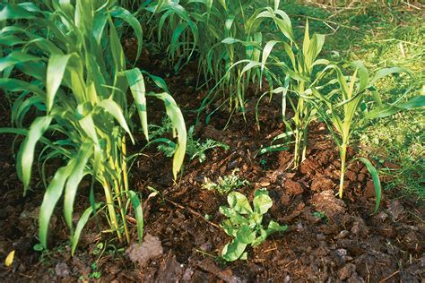 Planting Corn In Small Vegetable Gardens How To Plant Corn Weed Free
