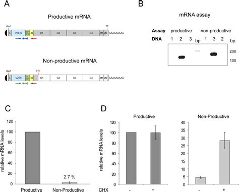 Equal Transcription Rates Of Productively And Nonproductively Rearranged Immunoglobulin μ Heavy