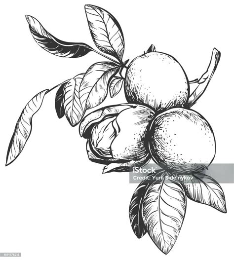 호두는 손으로 그립니다 조각 기법의 벡터 그림입니다 너트 페이스트 버터 Nocino 리큐어의 성분 포장 디자인용 선형 잉크 그리기 건강한 식생활에 대한 스톡 벡터 아트 및