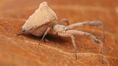 Scientists Say Protist