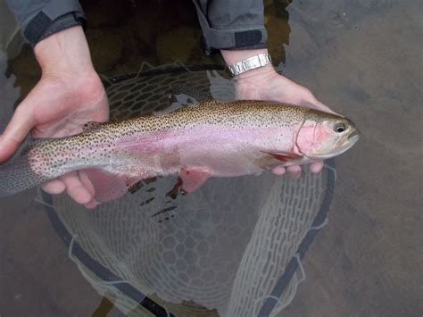 Virginia Trout Fishing Virginia Fly Fishing Trips Shenandoah Valley