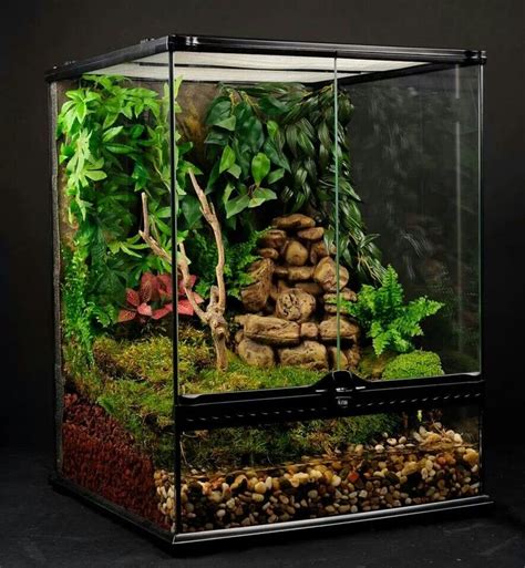 Perfect Tree Dart Frog Set Up Frog Terrarium Tree Frog Terrarium Frog Habitat