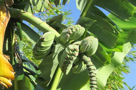 Bananas Plant Care And Collection Of Varieties