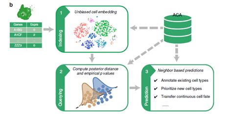 Automatic Cell Type Identification Methods For Single Cell Rna Sequencing 二十一世纪是生命科学的