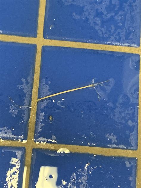 Parasite Worm R Worms